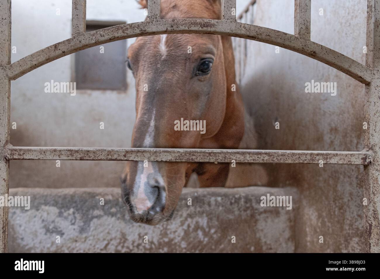 horse stable in Iran Stock Photo - Alamy