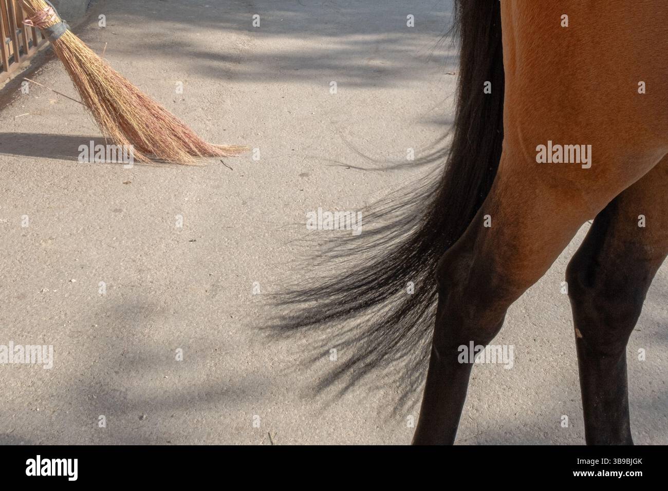 horse stable in Iran Stock Photo - Alamy