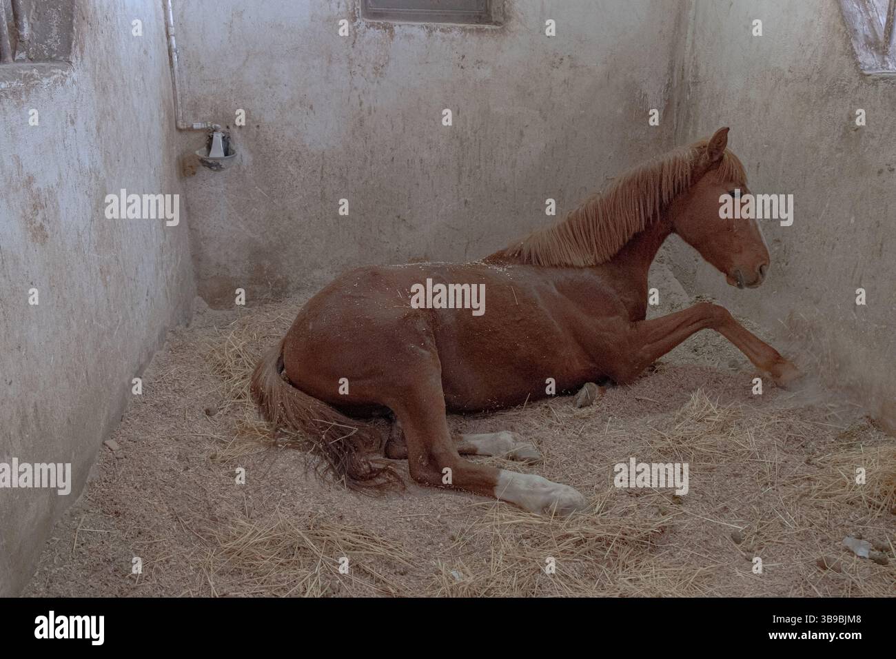 horse stable in Iran Stock Photo - Alamy