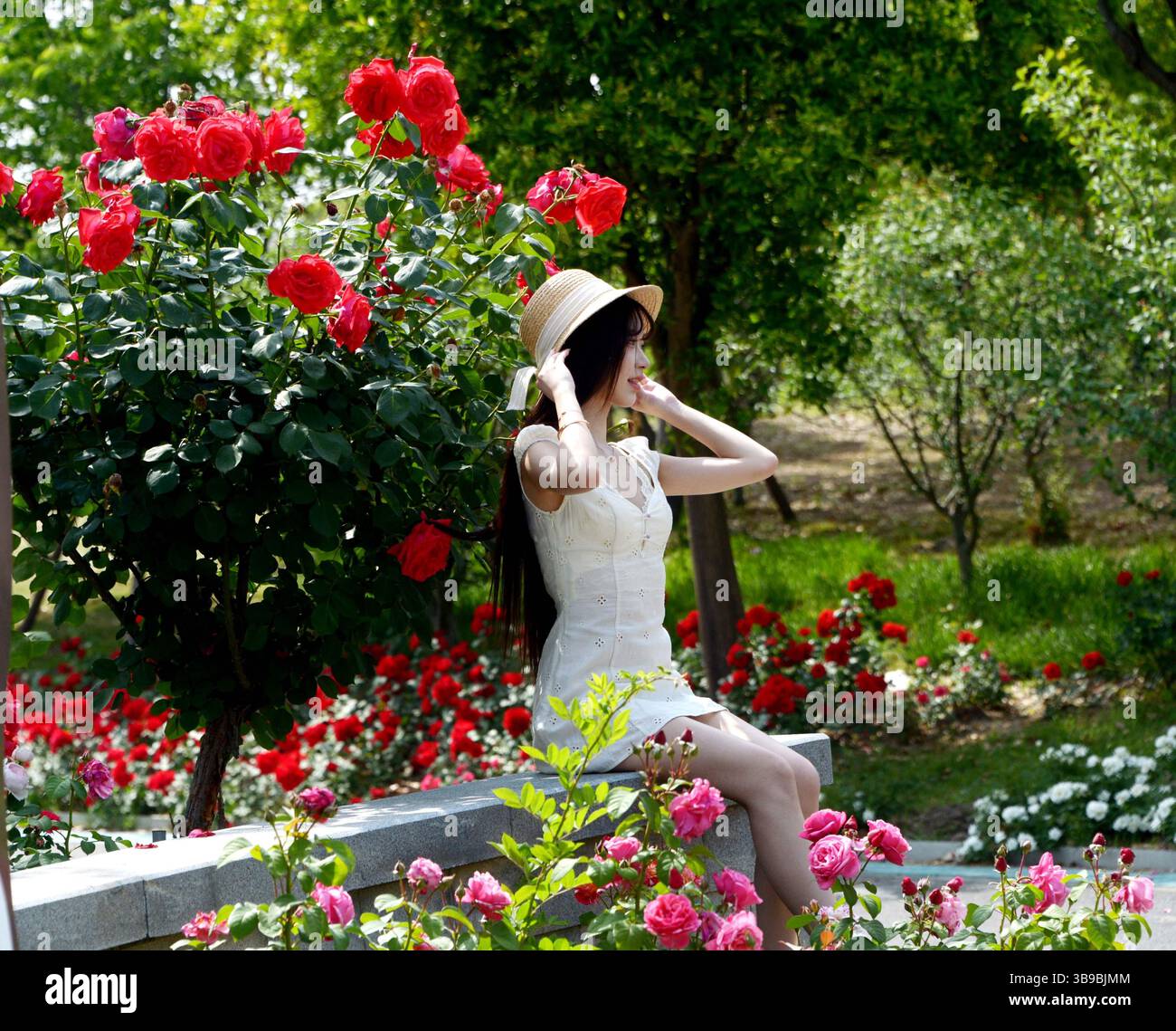 Chinese rose flowers enter the best viewing time at Gucun Park in ...