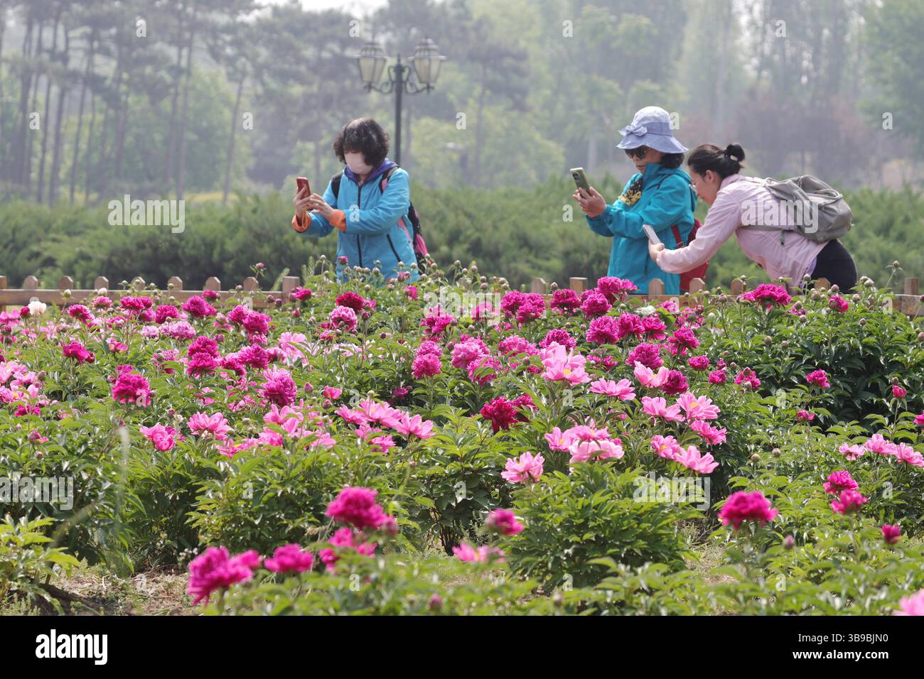 Common peony flowers burst into bloom at Yuanmingyuan Park in Beijing, China, 7 May, 2025 Stock ...