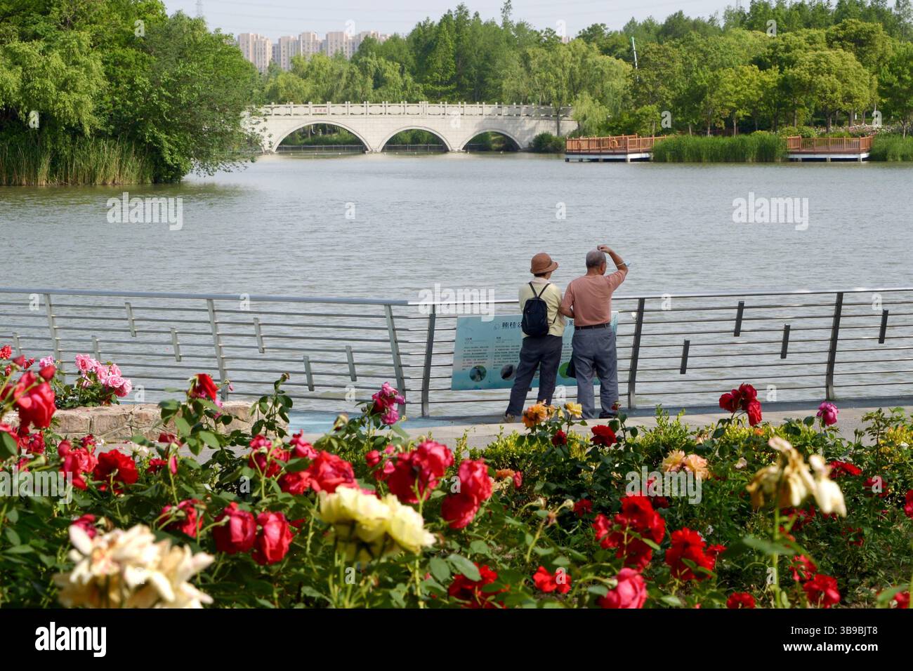 Chinese rose flowers enter the best viewing time at Gucun Park in ...