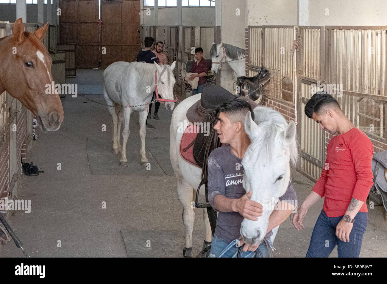 horse stable in Iran Stock Photo - Alamy