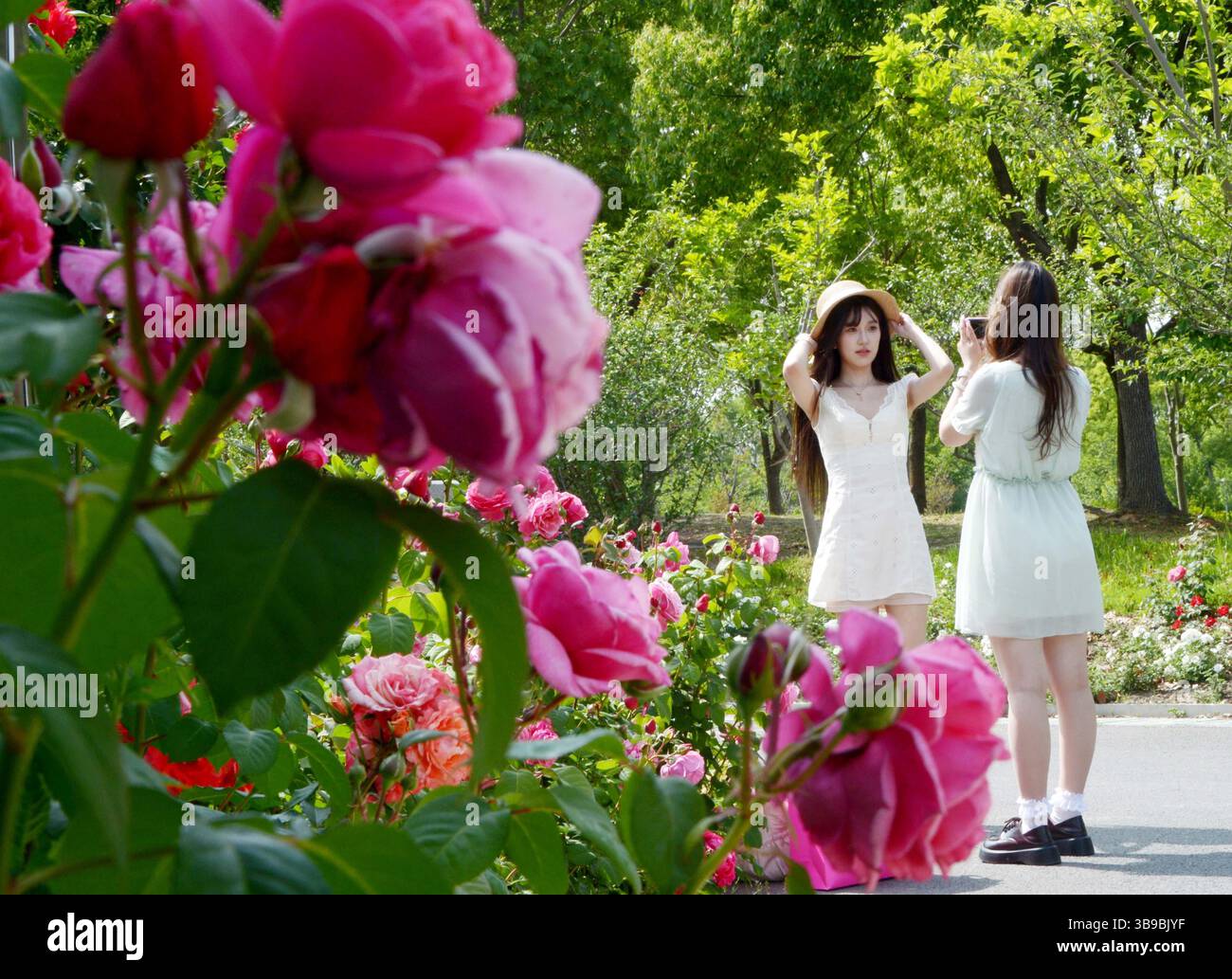 Chinese rose flowers enter the best viewing time at Gucun Park in ...