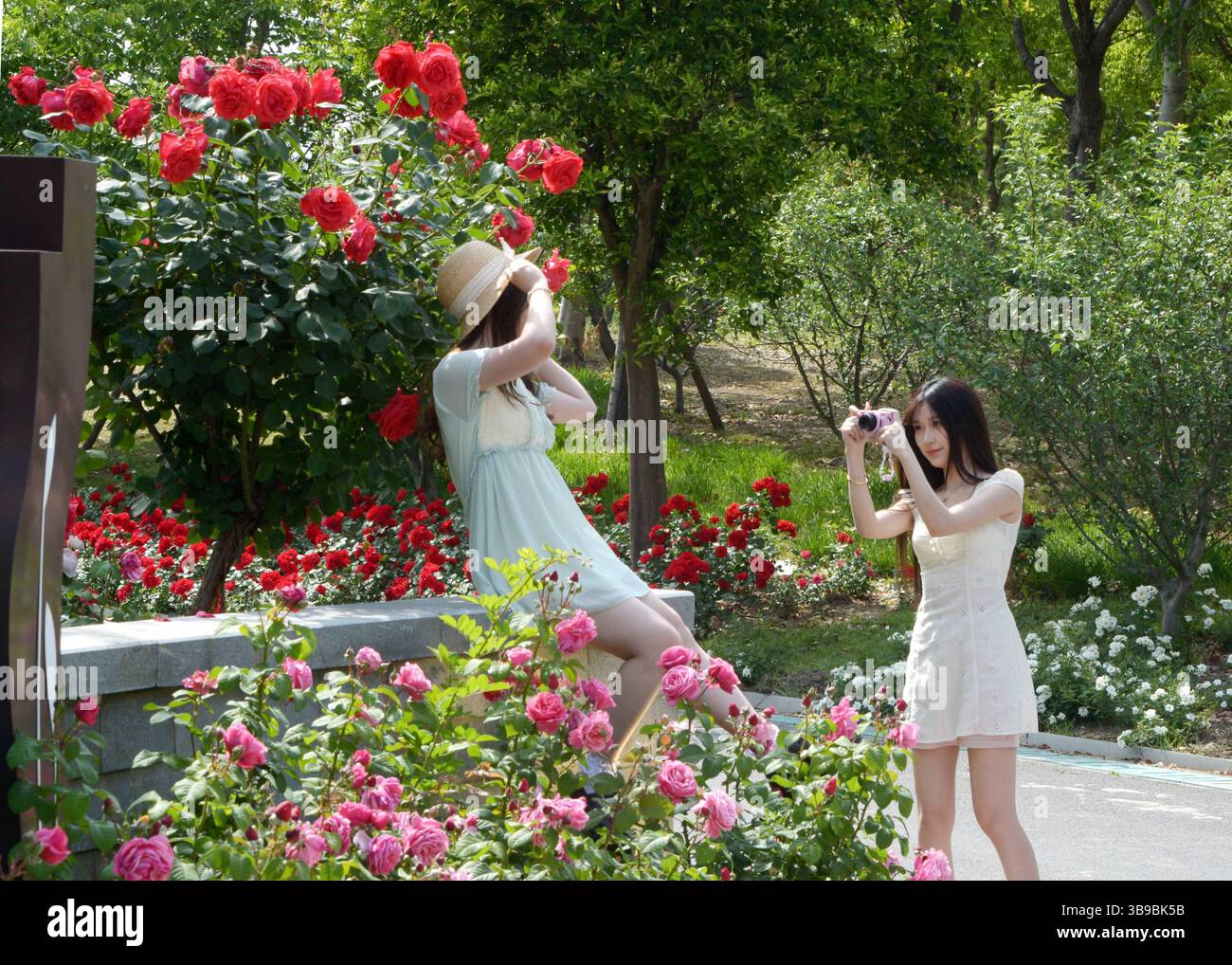 Chinese rose flowers enter the best viewing time at Gucun Park in ...