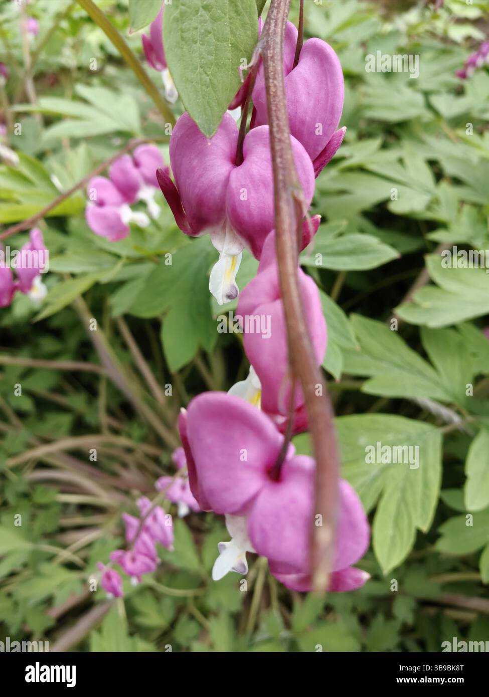 Various flowers burst into bloom at a park in Dalian City, northeast ...