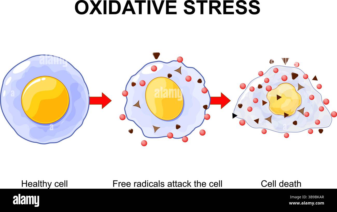 Reactive oxygen radicals Stock Vector Images - Alamy