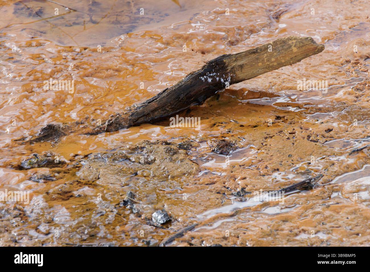 Dead tree branch sticking out of pond covered in orange-brown sludge ...