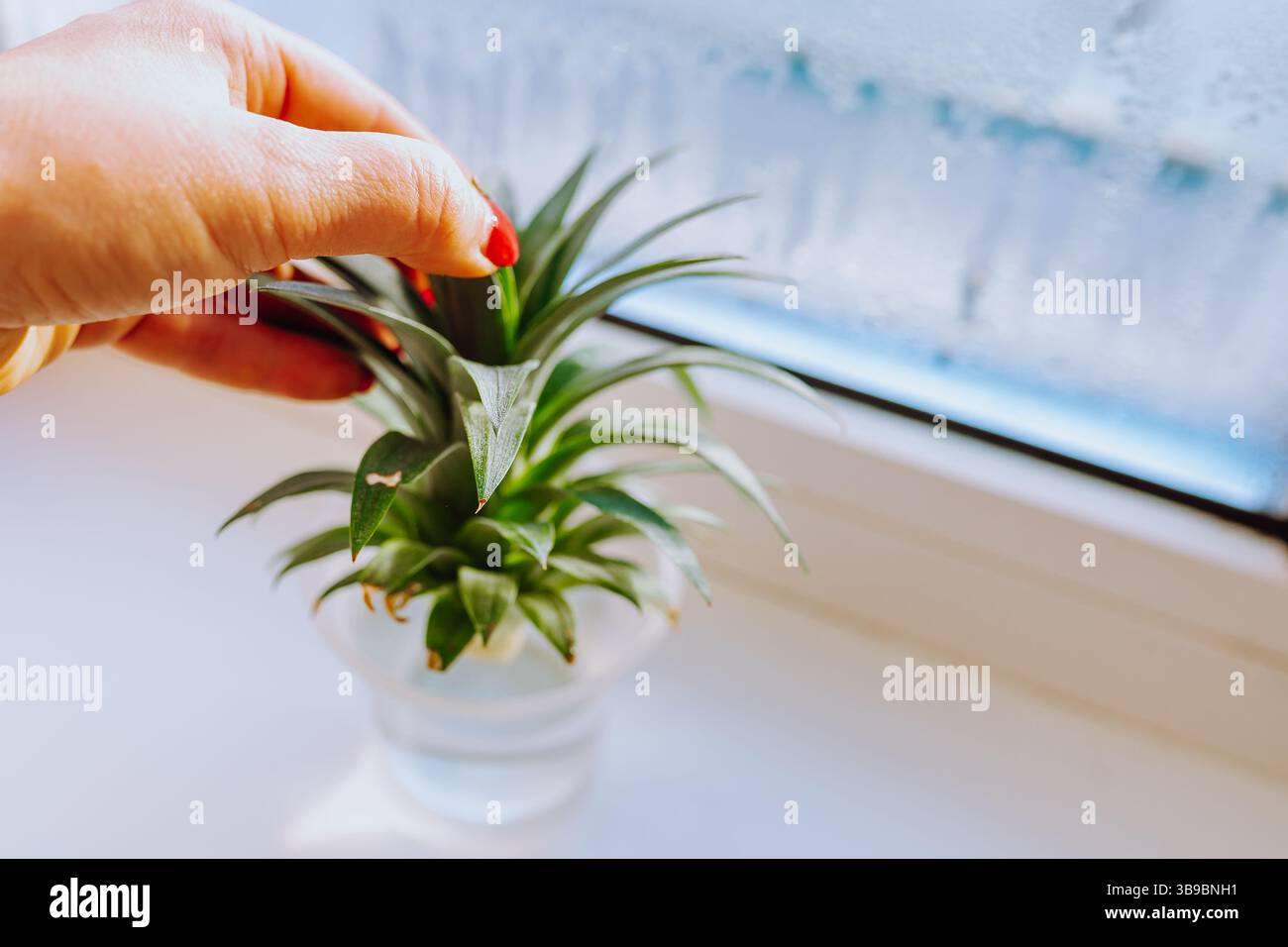 grow pineapple at home Stock Photo - Alamy