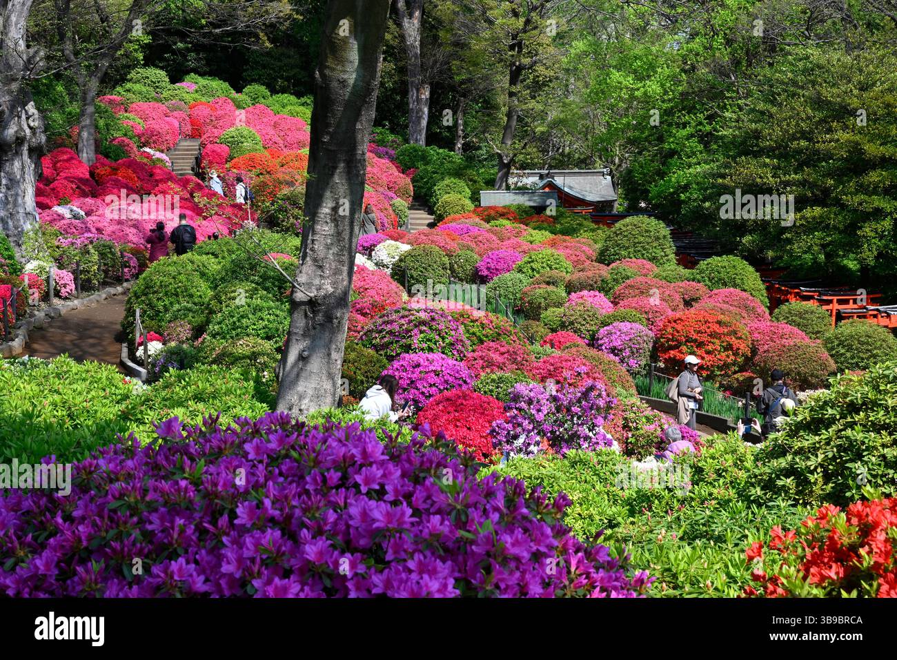 Bunkyo Azalea Festival,Tsutsuj Matsuri,Nezu-jinja shrine,Azalea,flower ...