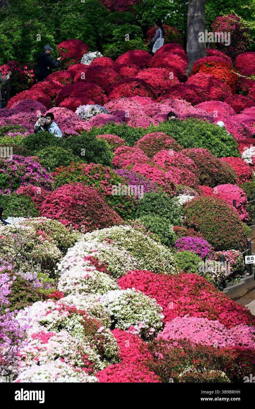 Bunkyo Azalea Festival,Tsutsuj Matsuri,Nezu-jinja shrine,Azalea,flower ...