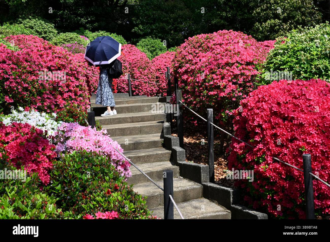 Bunkyo Azalea Festival,Tsutsuj Matsuri,Nezu-jinja shrine,Azalea,flower ...
