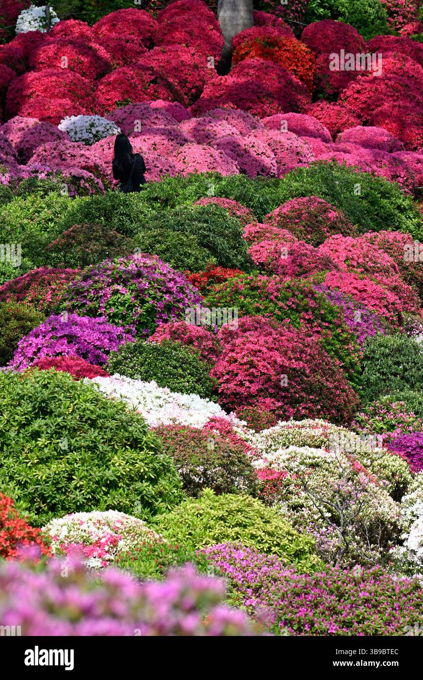 Bunkyo Azalea Festival,Tsutsuj Matsuri,Nezu-jinja shrine,Azalea,flower ...