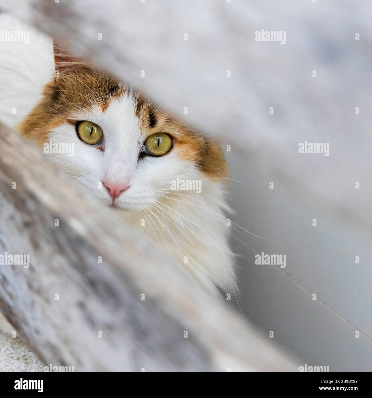 A curious calico cat with striking yellow eyes peeks out from behind a ...