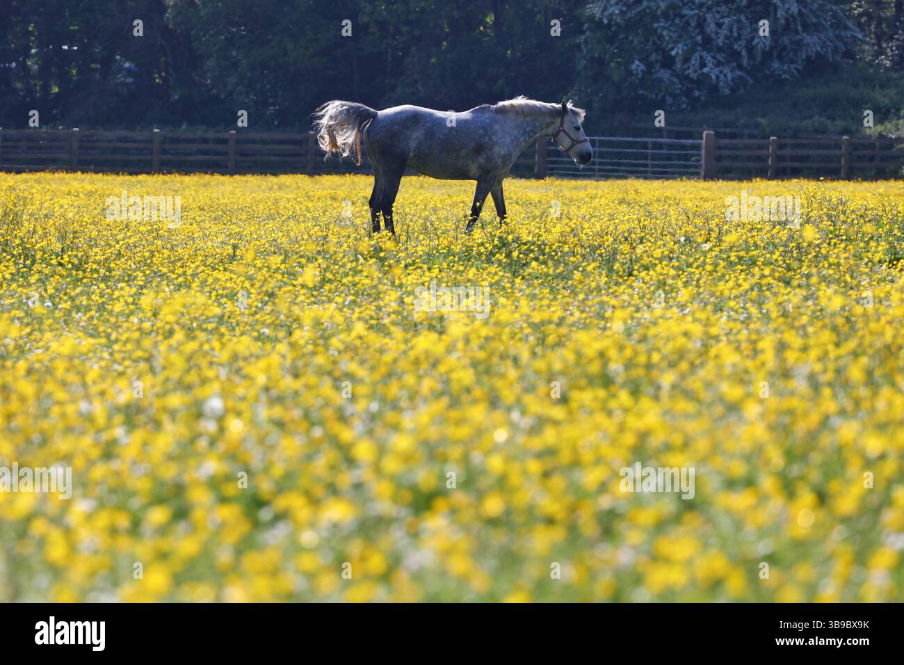 Alphington, Exeter, Devon, UK. 9th May, 2025. UK Weather: Horse in a ...