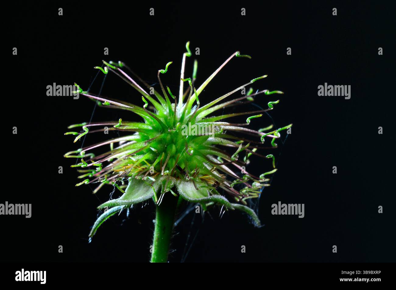 Herb bennet seeds hi-res stock photography and images - Alamy