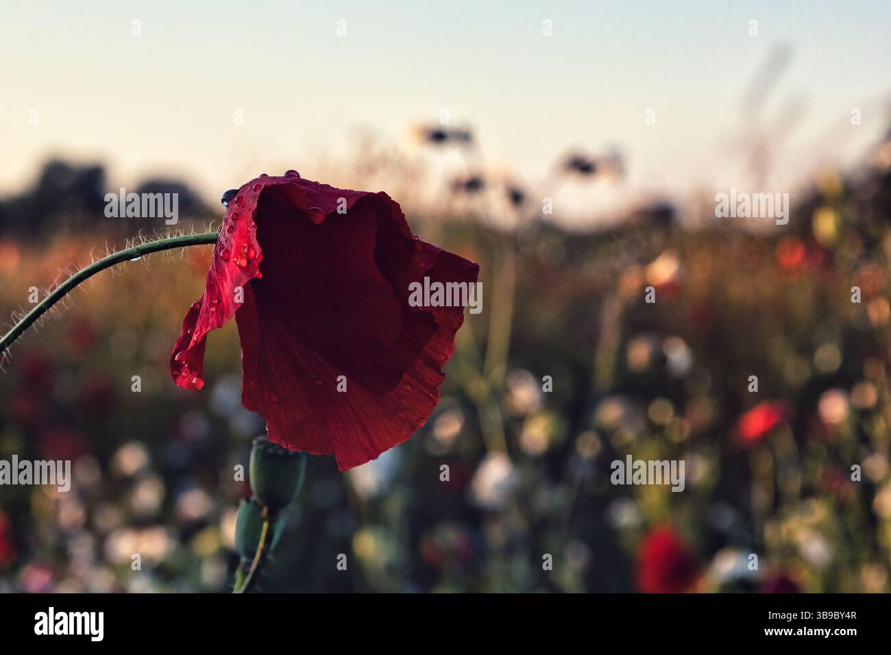 Beautiful red poppies sunset hi-res stock photography and images - Alamy