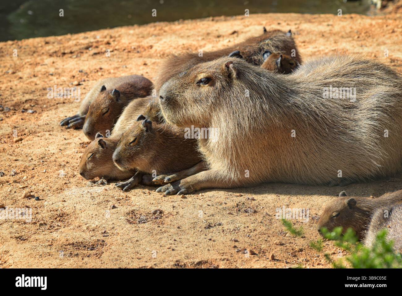 View on a capybara in nature in a park Stock Photo - Alamy