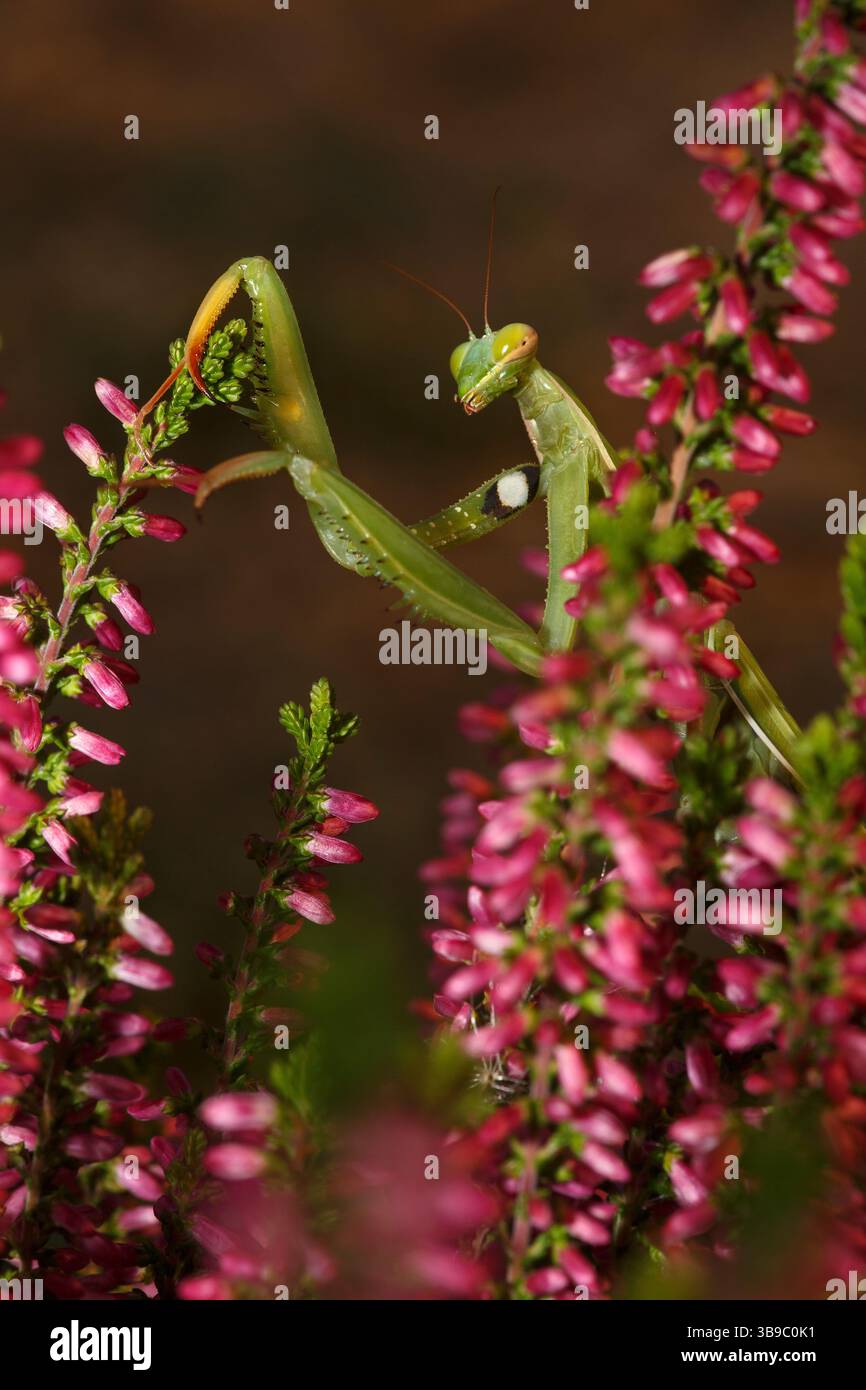 Praying Mantis, Mantis religiosa, climbing up a colourful shrub in a ...