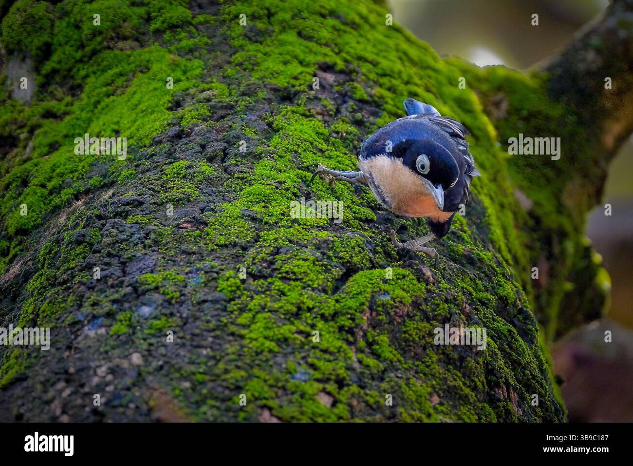 The blue nuthatch (Sitta azurea) is a species of bird Stock Photo - Alamy