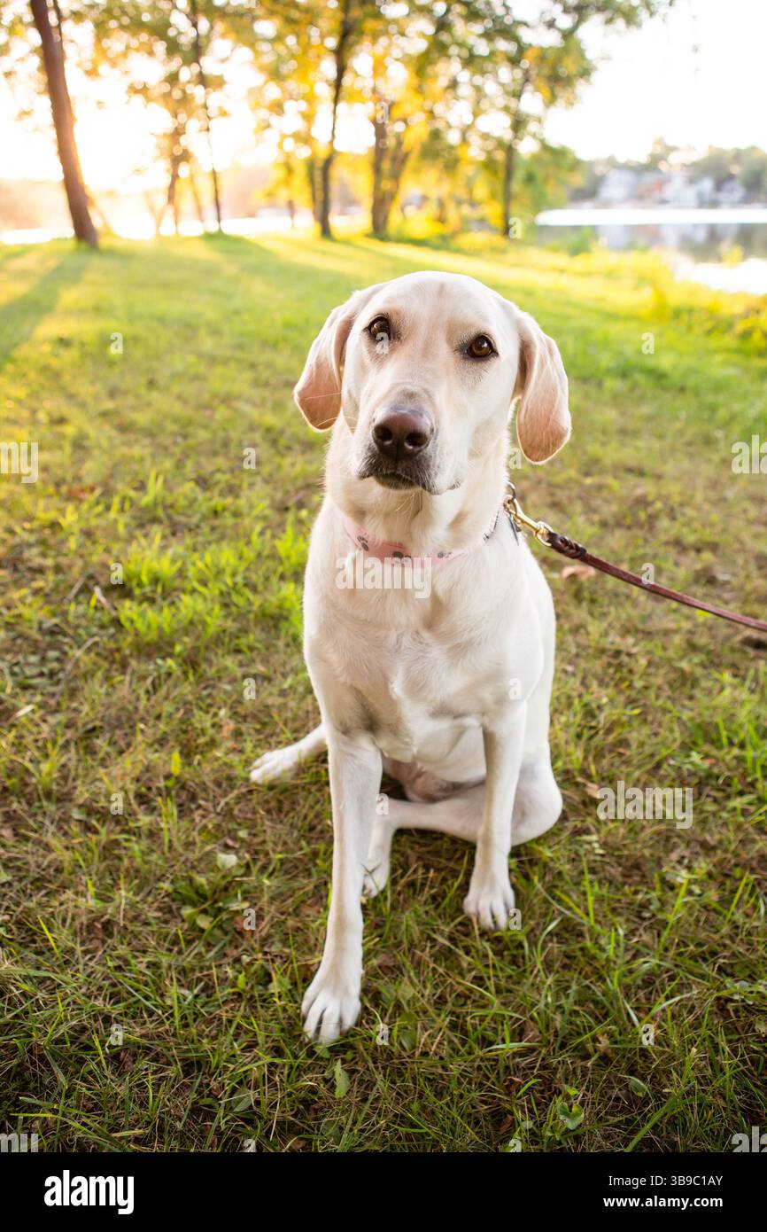 Light colored dog on leash hi-res stock photography and images - Alamy