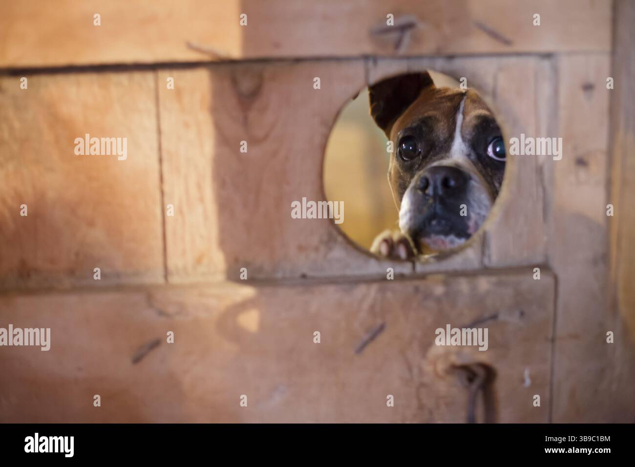 Boxer dog peeking through a round hole in a wooden wall Stock Photo - Alamy