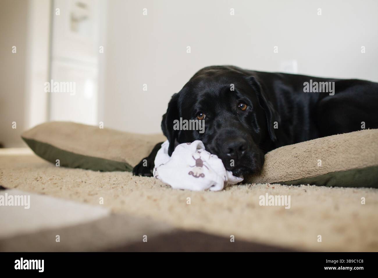 Black dog resting head on blanket while lying on a dog bed indoors ...