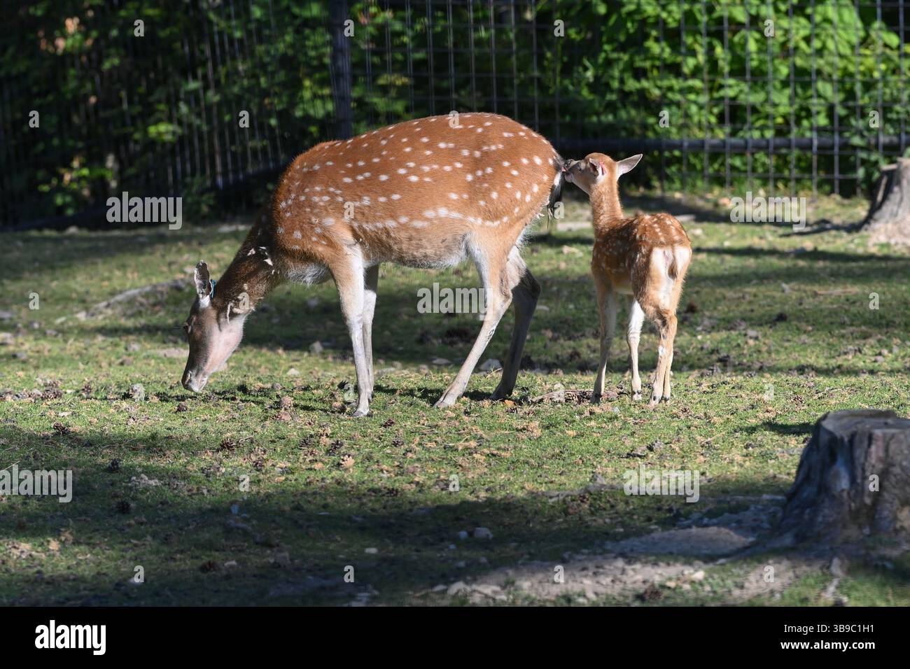 Olomouc, Czech Republic. 09th May, 2025. Six calves of rare Vietnamese ...