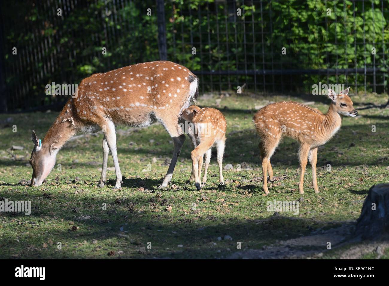 Olomouc, Czech Republic. 09th May, 2025. Six calves of rare Vietnamese ...