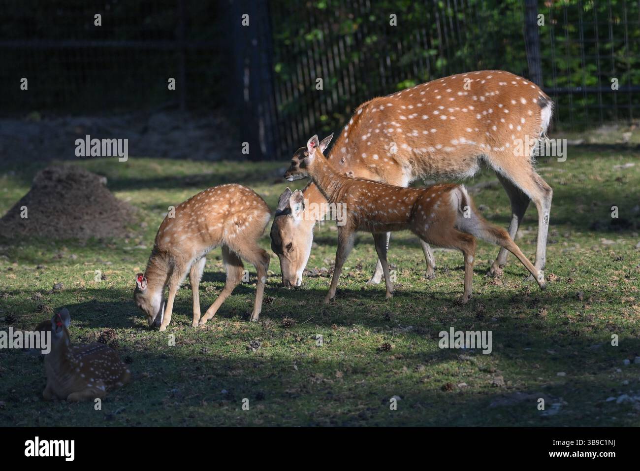 Olomouc, Czech Republic. 09th May, 2025. Six calves of rare Vietnamese ...