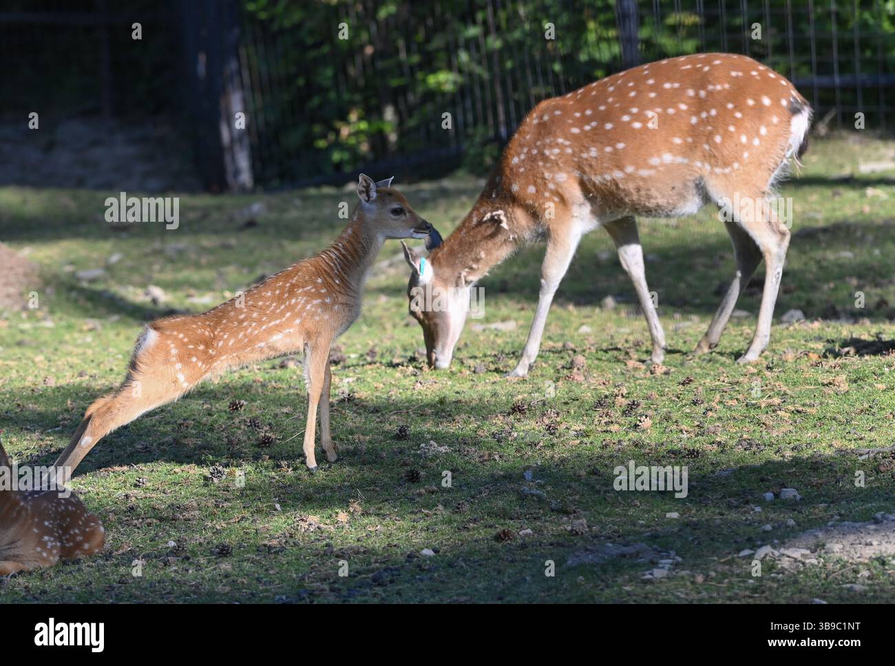 Olomouc, Czech Republic. 09th May, 2025. Six calves of rare Vietnamese ...