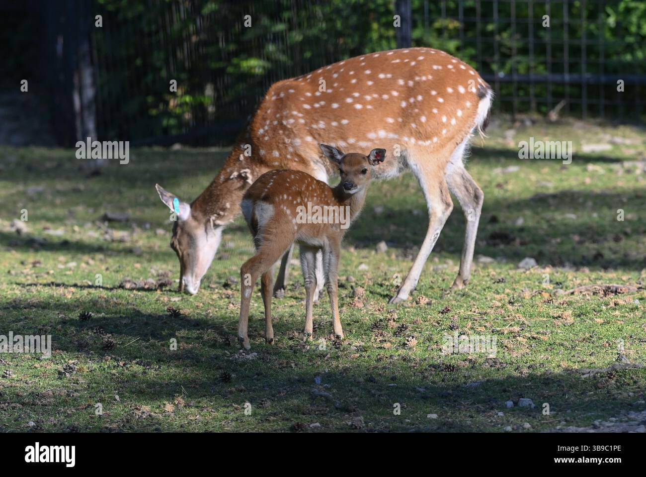 Olomouc, Czech Republic. 09th May, 2025. Six calves of rare Vietnamese ...