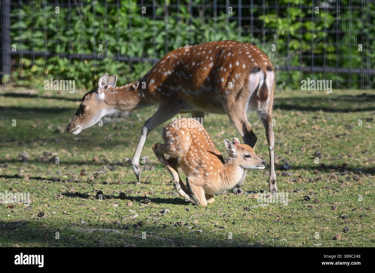 Olomouc, Czech Republic. 09th May, 2025. Six calves of rare Vietnamese ...