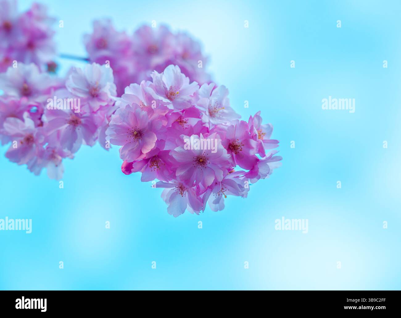 Cherry blossoms aka Sakura flower from Japan during the Spring season ...