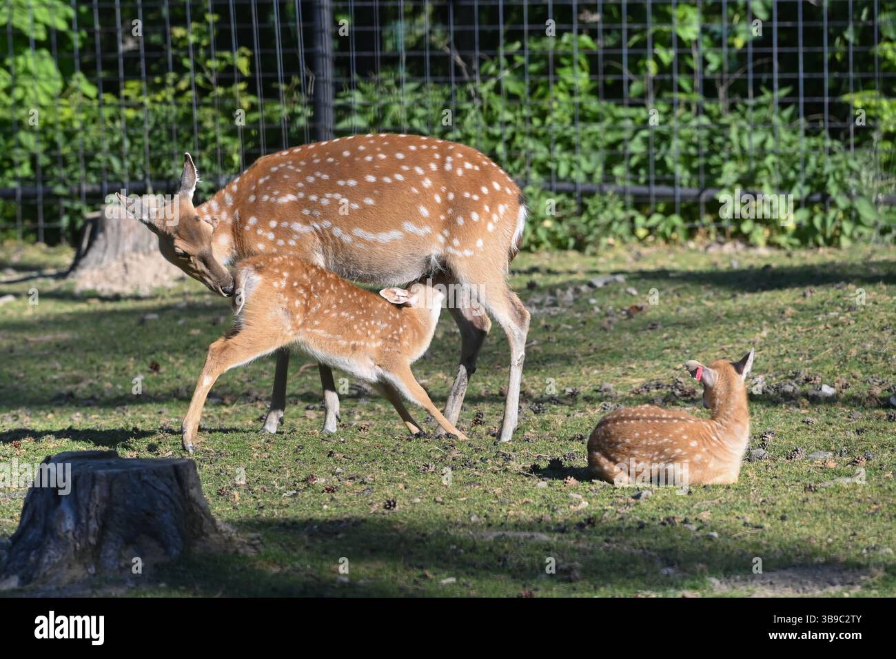 Sika deer cervus nippon old hi-res stock photography and images - Alamy