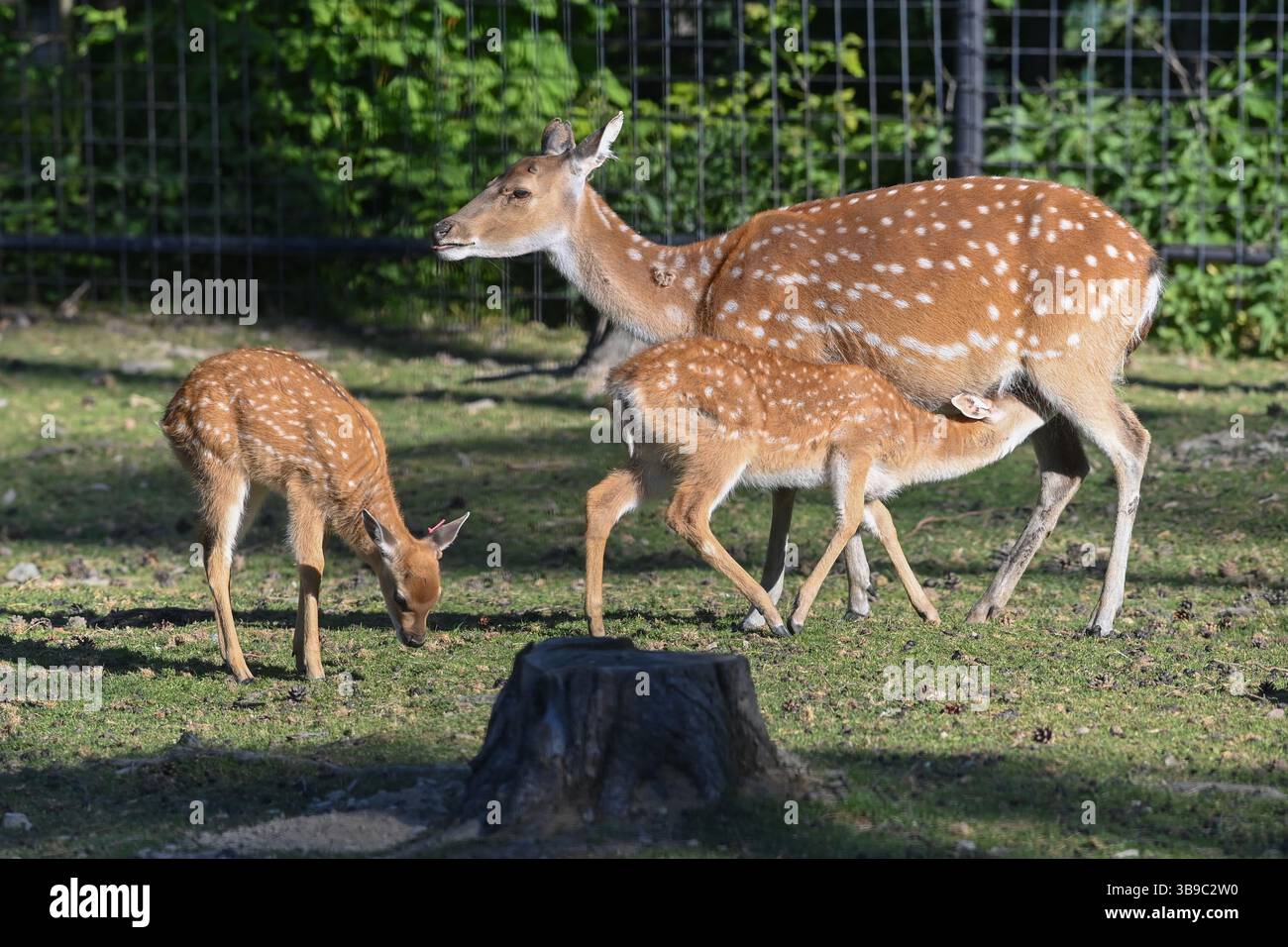 Olomouc, Czech Republic. 09th May, 2025. Six calves of rare Vietnamese ...