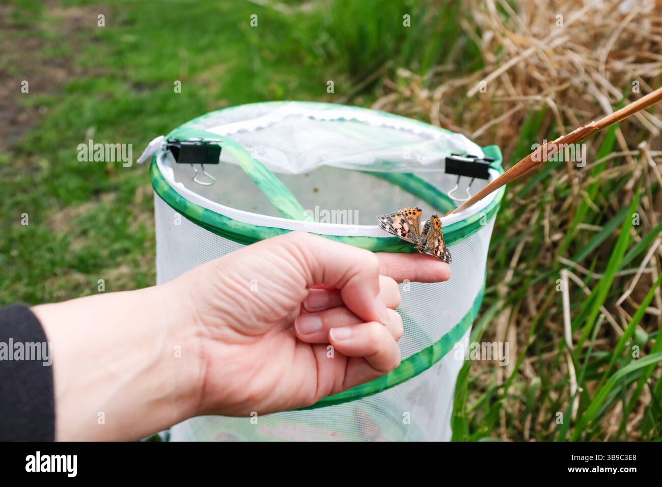 Painted Lady crawling onto hand from butterfly cage Stock Photo - Alamy