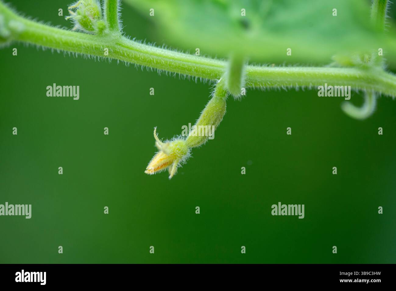 Cucumber 'baby' growing on plant hi-res stock photography and images ...