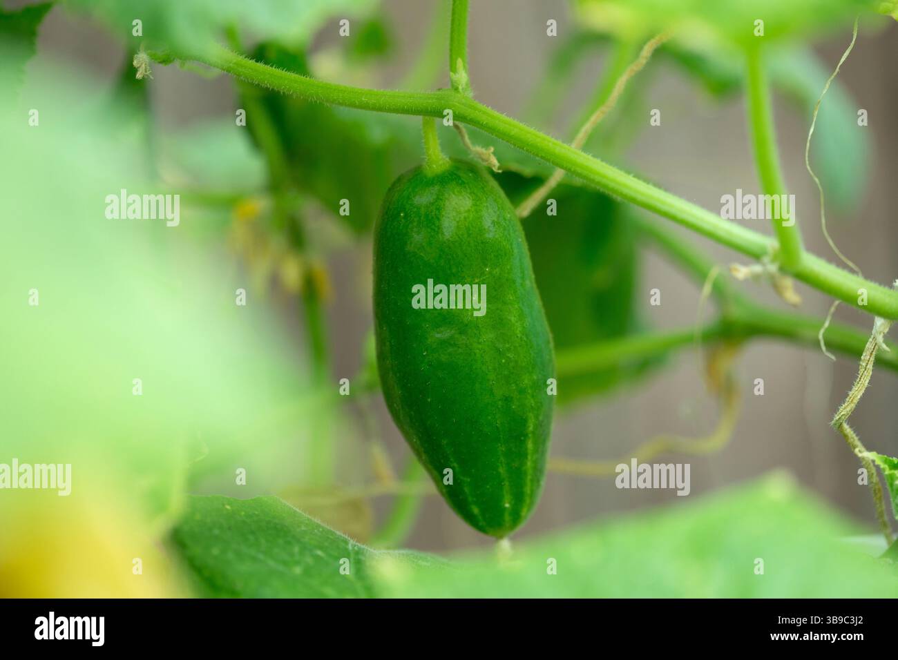 Agriculture education visuals hi-res stock photography and images - Alamy
