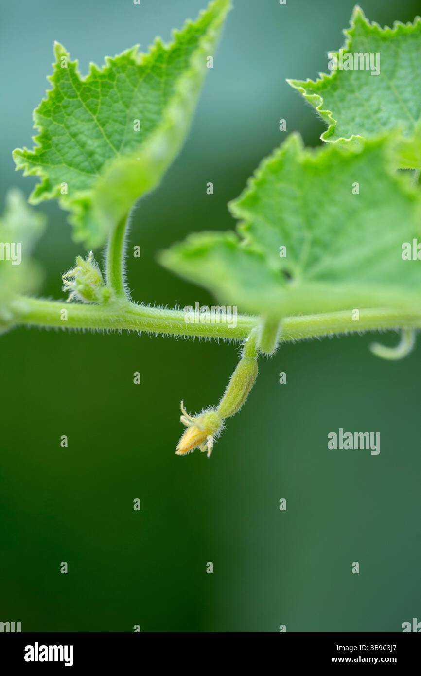 Baby Cucumber Growing on the Plant Stock Photo - Alamy