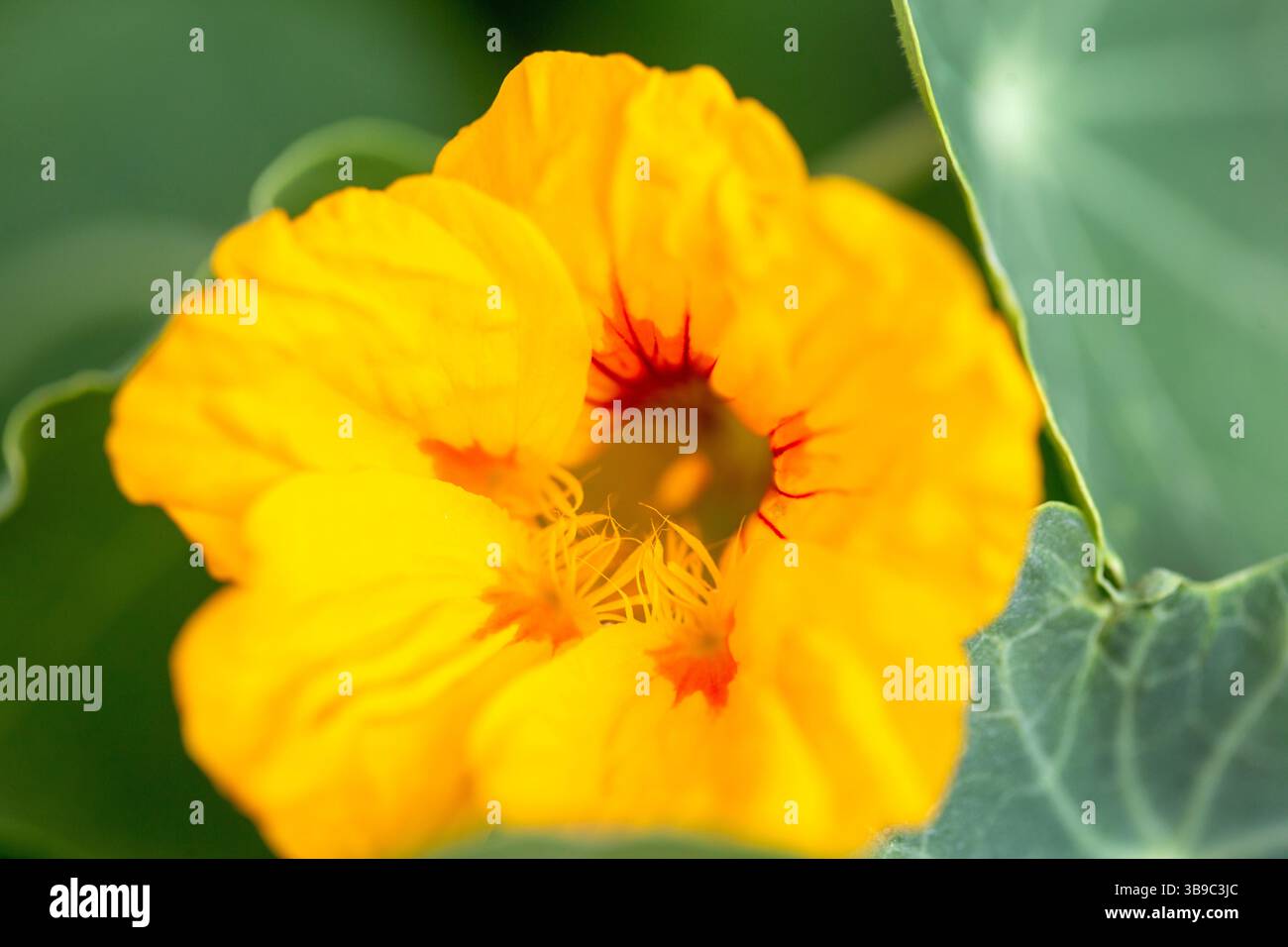 Bright yellow Nasturtium Flowers in Bloom Stock Photo - Alamy