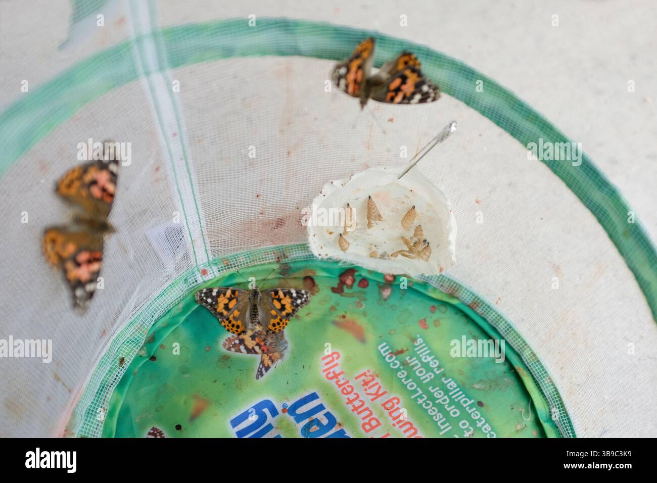 Painted Lady Butterflies in Mesh Cage With Cocoons Stock Photo - Alamy