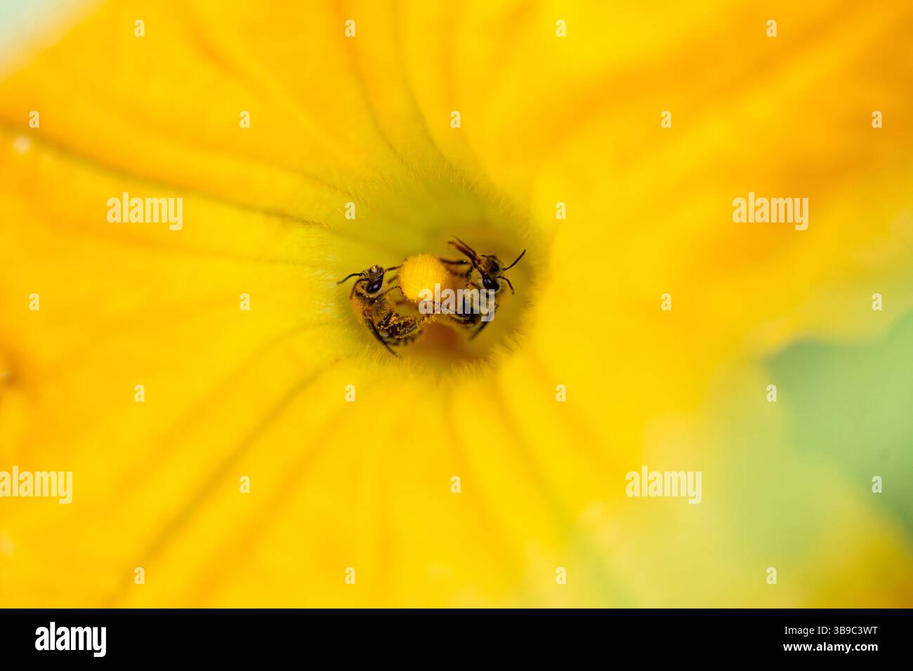 Two Bees in zucchini blossom Stock Photo - Alamy