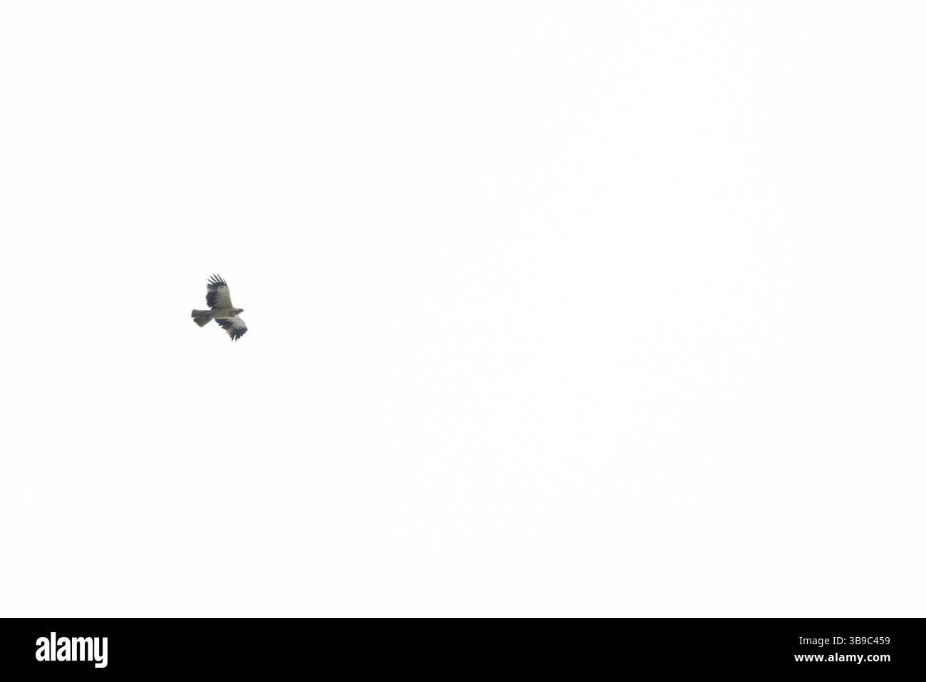 Booted Eagle (Aquila pennata) Carlton Marshes Suffolk 7th May 2025 ...