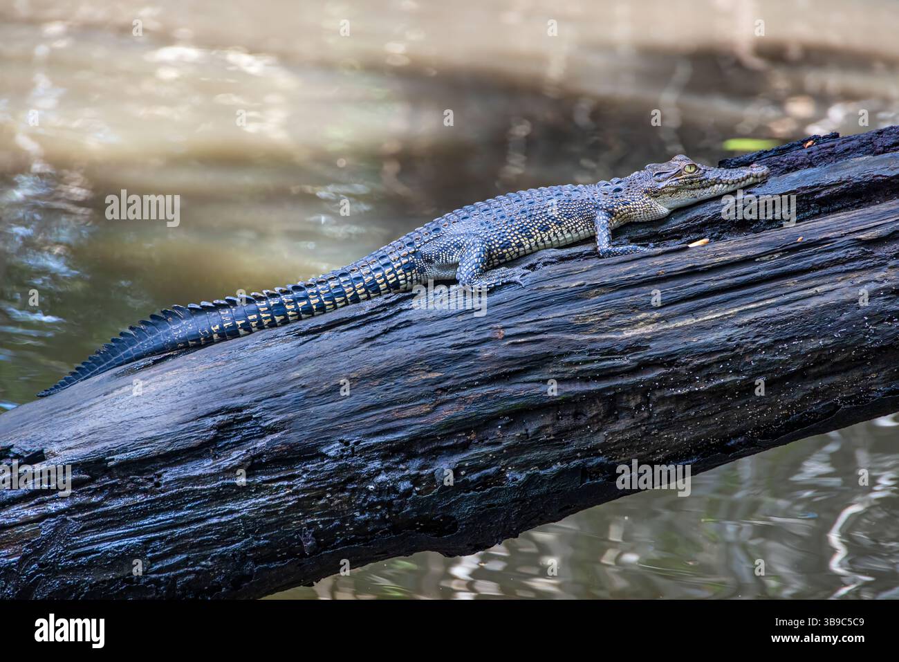 Young crocodile sunbathing on a log over water during daytime Stock ...