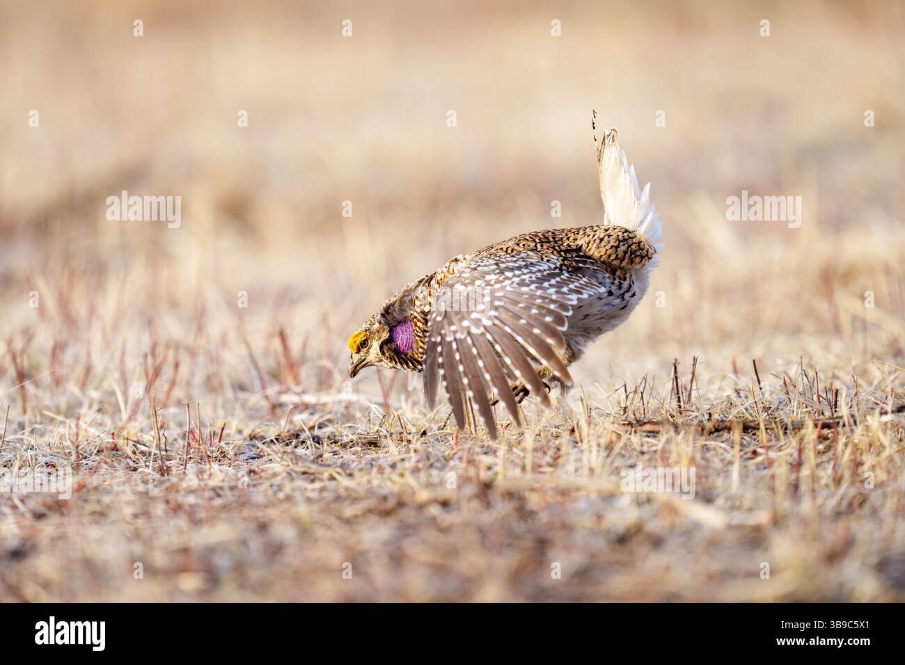 Wildlife Portrait of a Sharp-Tailed Grouse in a Prairie Habitat Stock ...