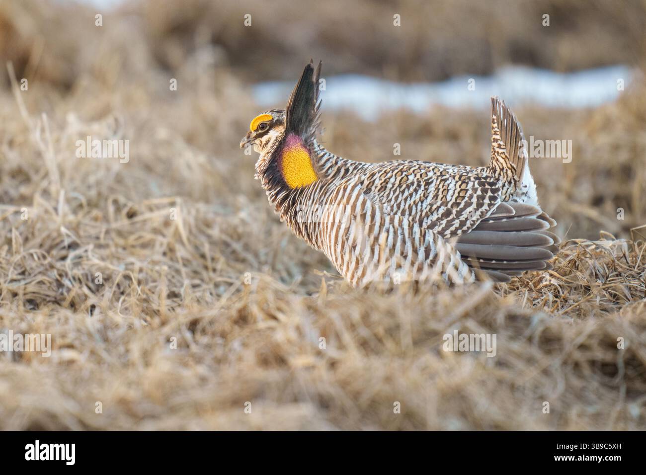 Male Greater Prairie Chicken Displaying Mating Ritual on Dry Gra Stock ...