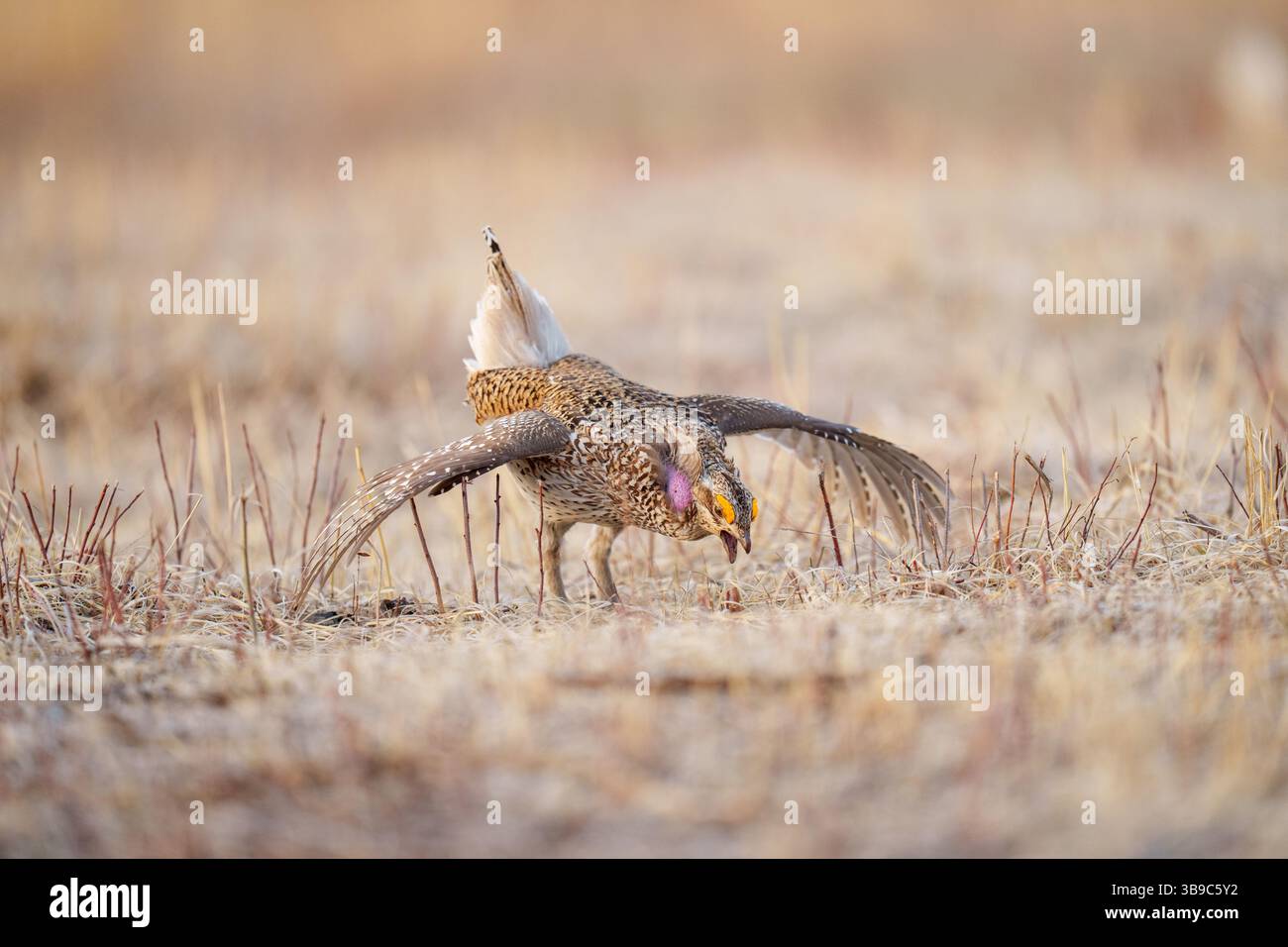 Lesser Prairie-Chicken Displaying Mating Dance in Natural Habita Stock ...