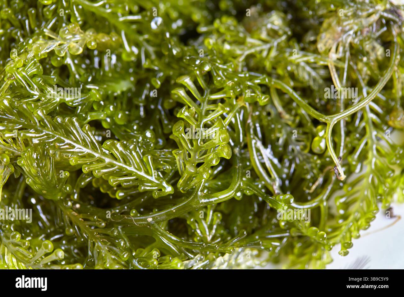 Caulerpa lentillifera hi-res stock photography and images - Alamy