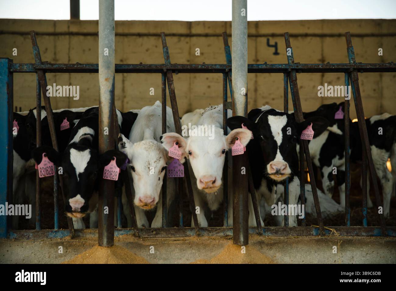Dairy Calves Feeding Inside Barn Stalls Stock Photo - Alamy